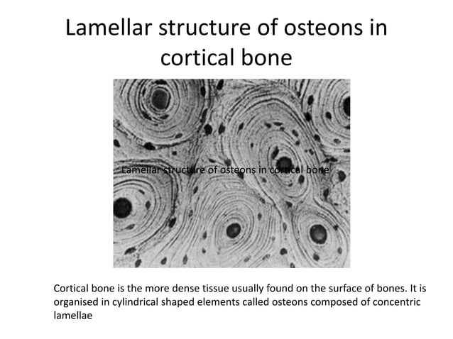 Biomechanics of Bone.ppt