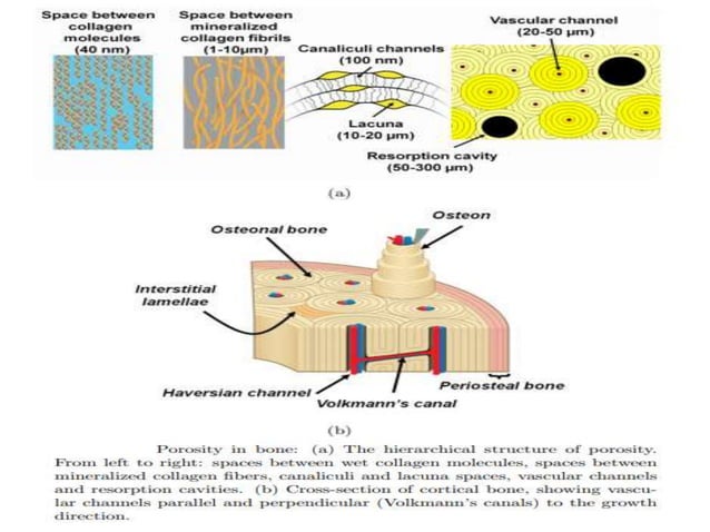 Biomechanics of Bone.ppt