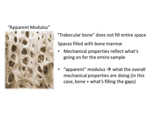 Biomechanics of Bone.ppt