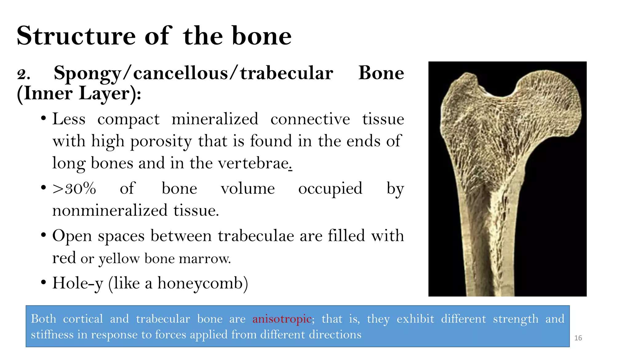 Biomechanics of bones PDF | PDF