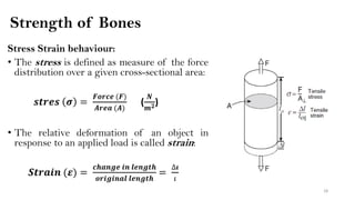 Biomechanics of bones PDF | PDF