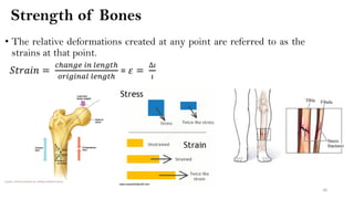 Biomechanics of bones PDF | PDF