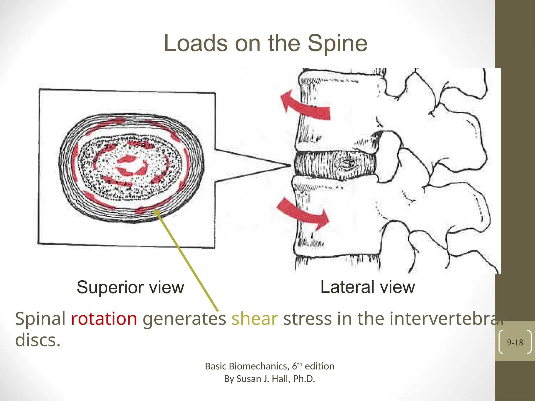 Biomechanics of cervical Spine by susan.j (1).ppt