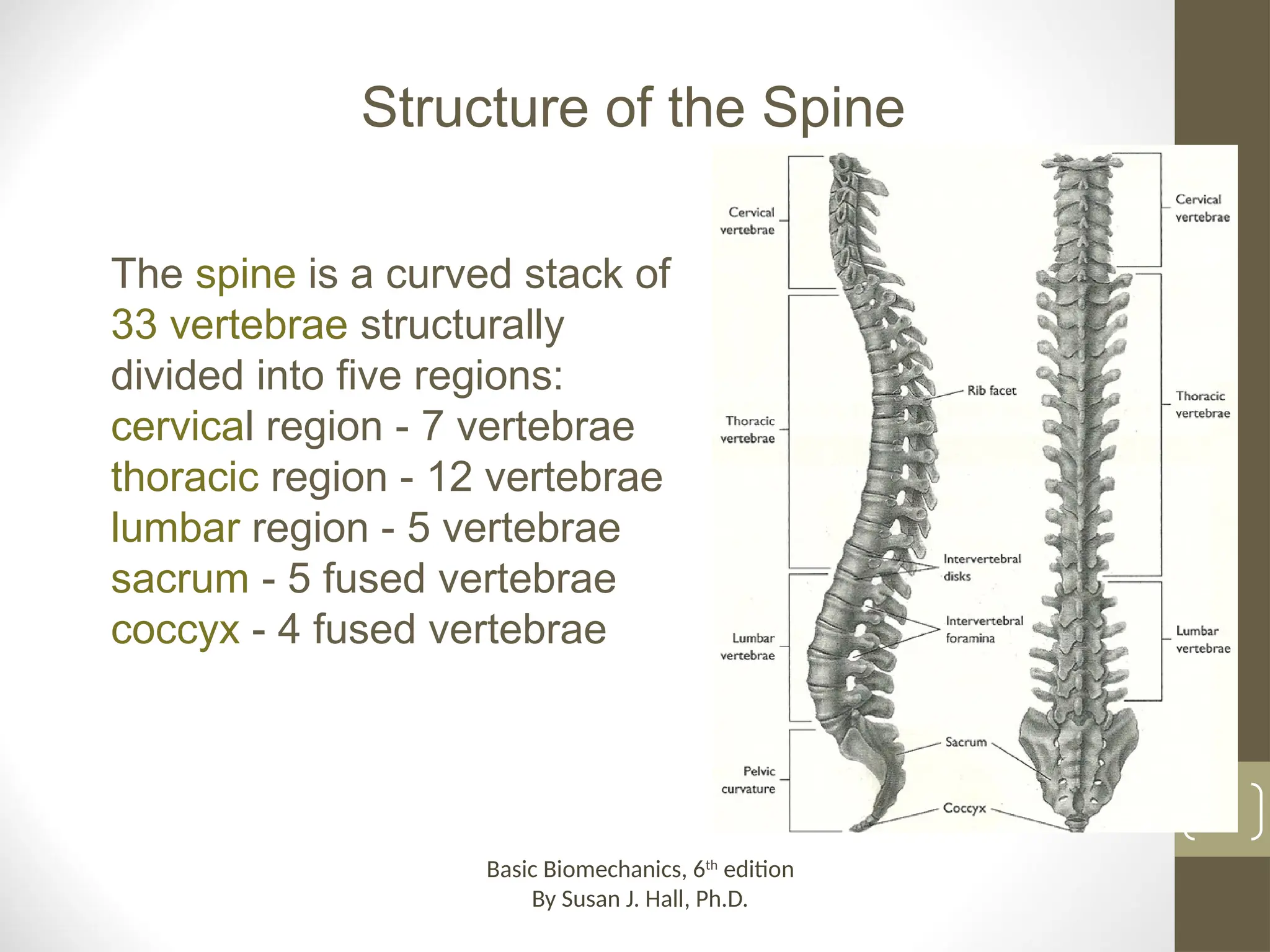 Biomechanics of cervical Spine by susan.j (1).ppt