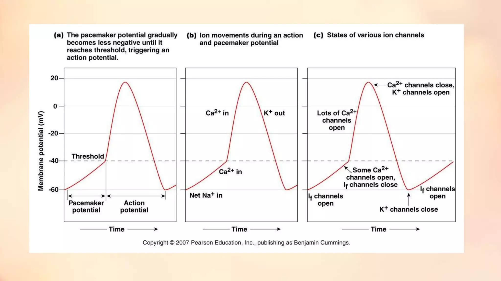 Biomechanics of circulation | PPTX
