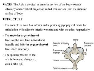 BIOMECHANICS OF C+T SPINggffffggggE.pptx