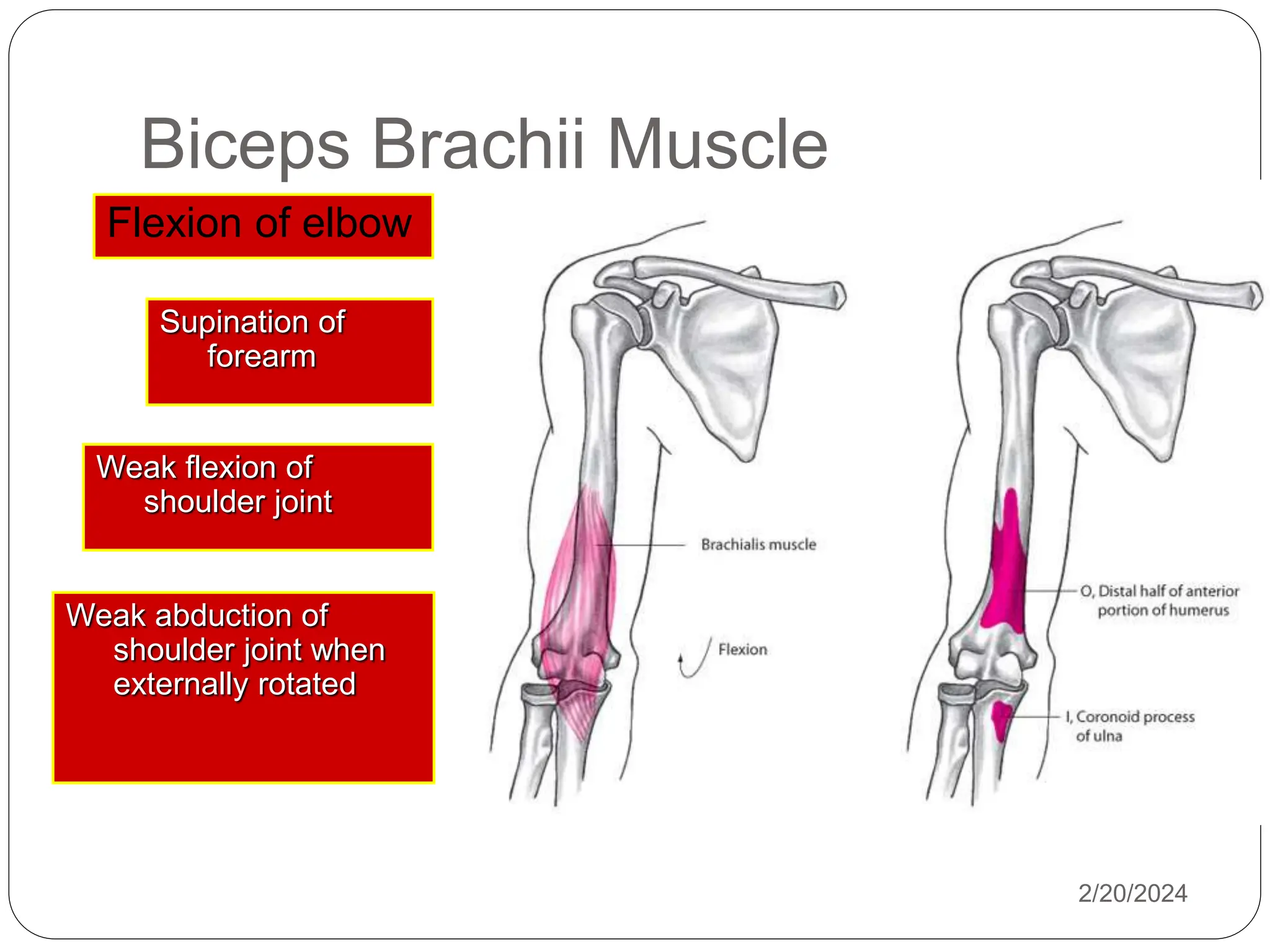 BIOMECHANICS OF ELBOW complex SCK-2.pptx