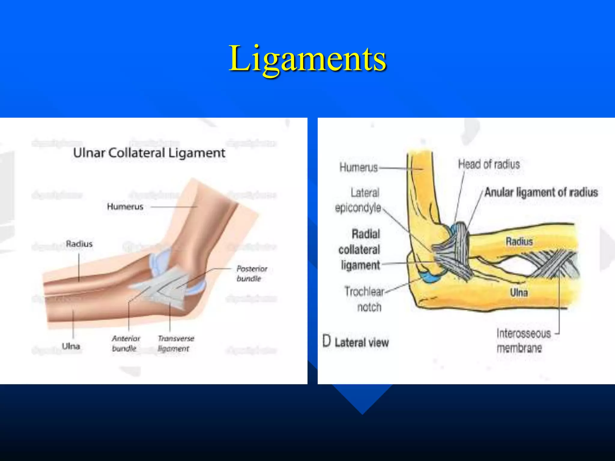 BIOMECHANICS OF ELBOW COMPLEX 1.pptx | Death, Injury, or Military ...
