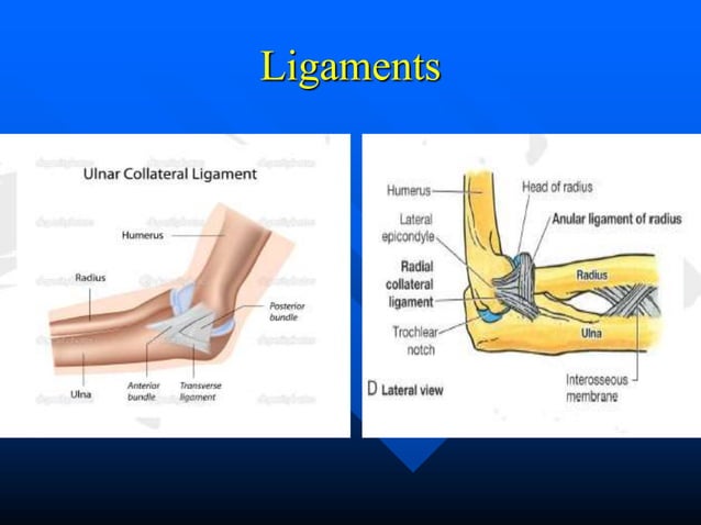 BIOMECHANICS OF ELBOW COMPLEX 1.pptx