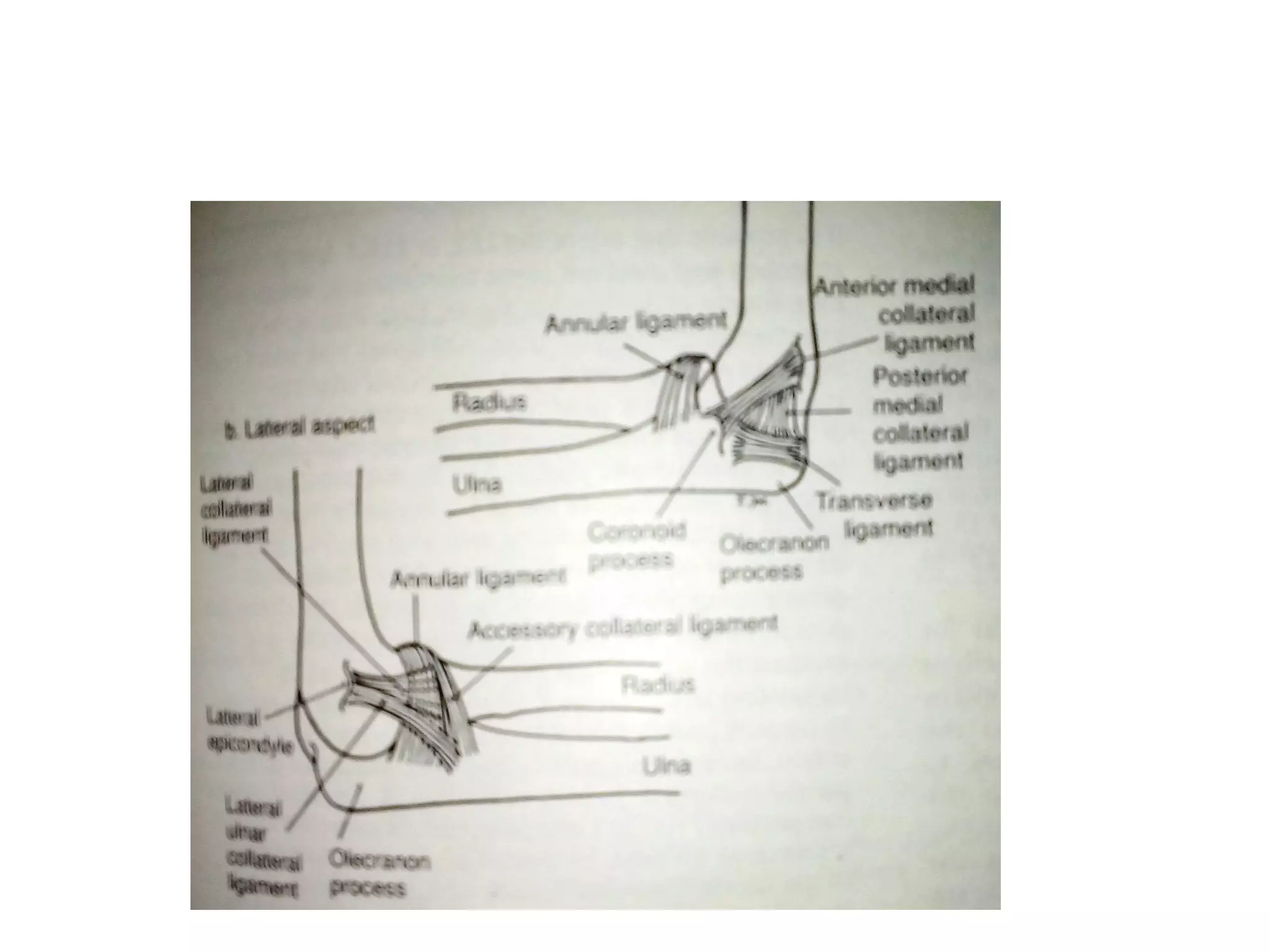 Biomechanics of elbow joint | PDF