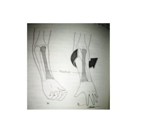 Biomechanics of elbow joint | PDF
