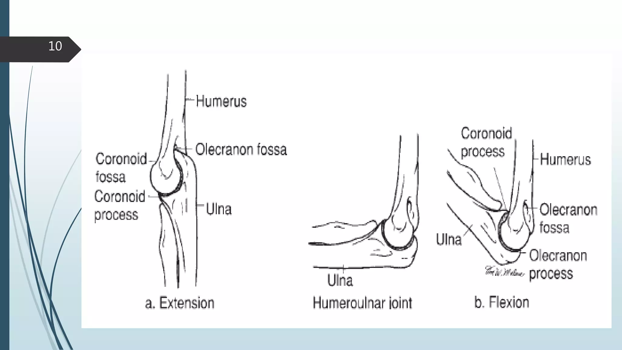 Biomechanics of elbow joint | PPTX