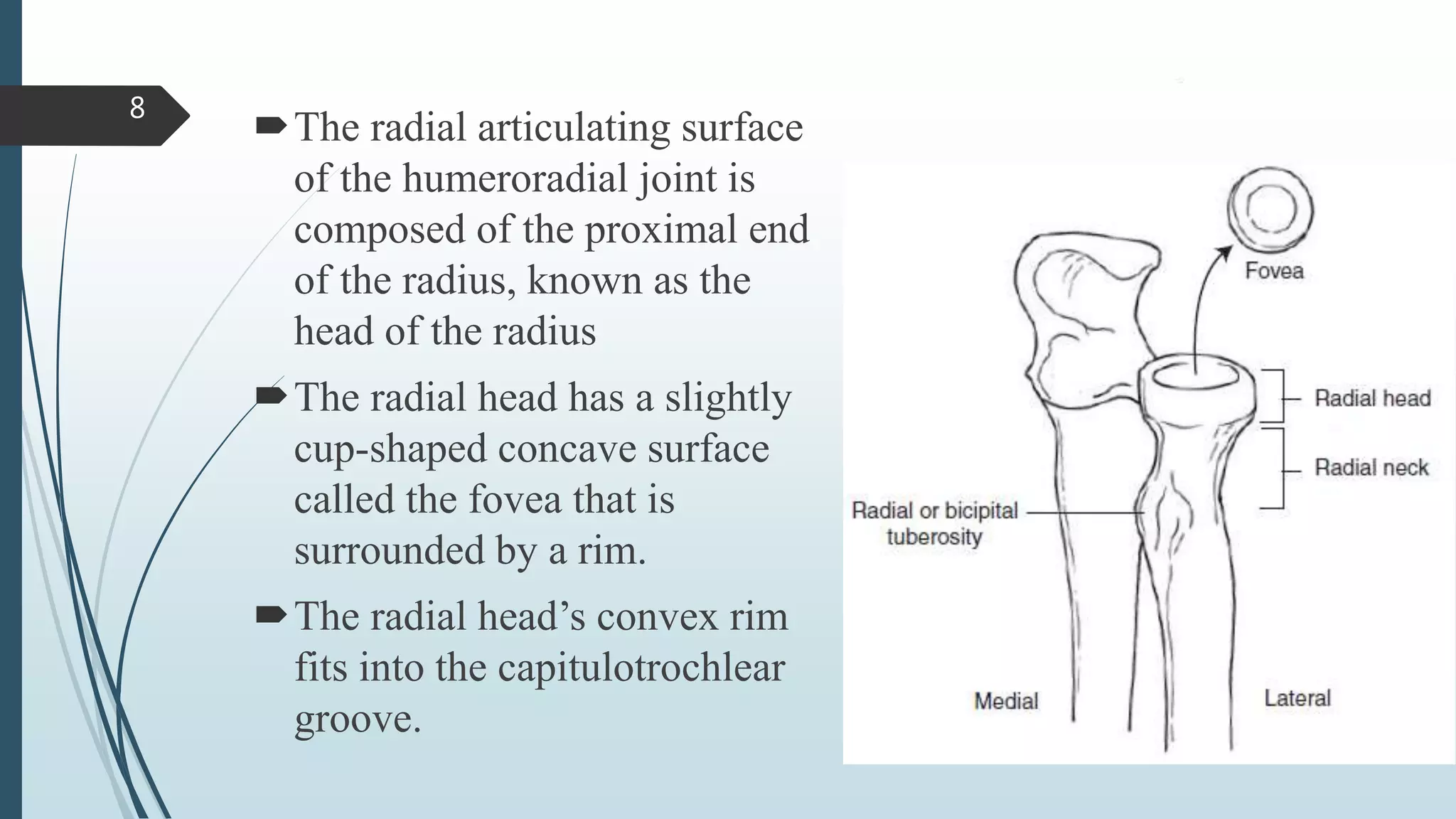 Biomechanics of elbow joint | PPTX