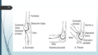 Biomechanics of elbow joint | PPTX