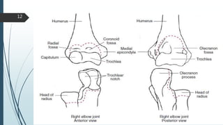 Biomechanics of elbow joint | PPTX
