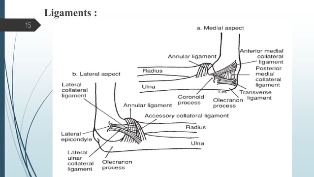 Biomechanics of elbow joint | PPTX