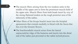 Biomechanics of elbow joint | PPTX