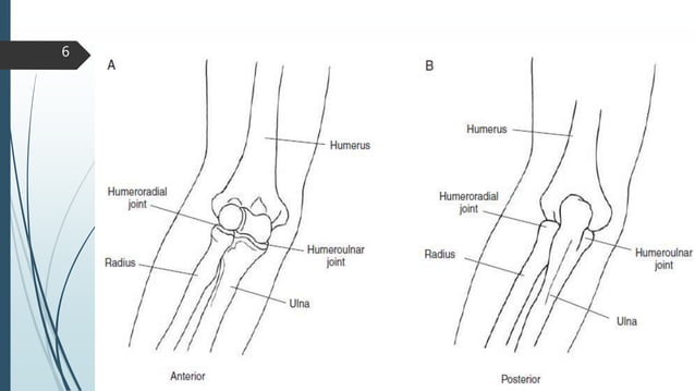 Biomechanics of elbow joint | PPTX