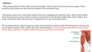 Biomechanics of elbow joint . | PPTX