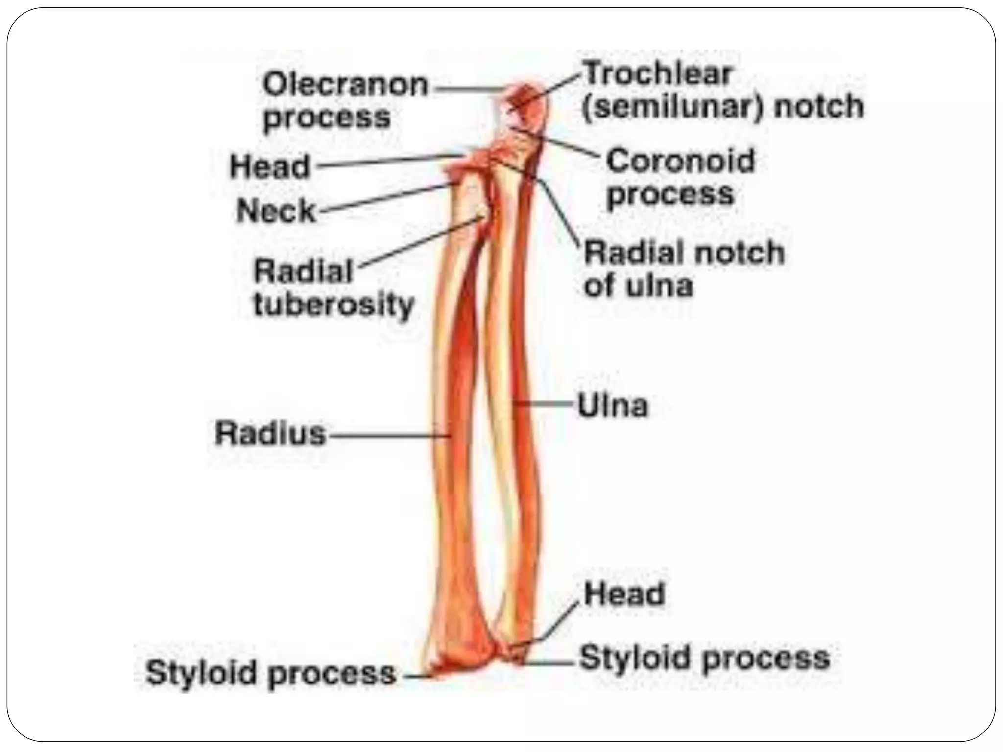 Biomechanics of elbow complex Dr Gurjant Singh.pptx