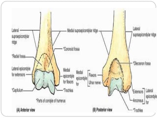 Biomechanics of elbow complex Dr Gurjant Singh.pptx