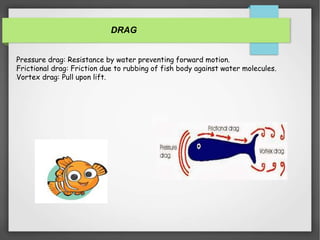 Biomechanics of fishes and applications | PPT