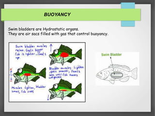Biomechanics of fishes and applications | PPTX