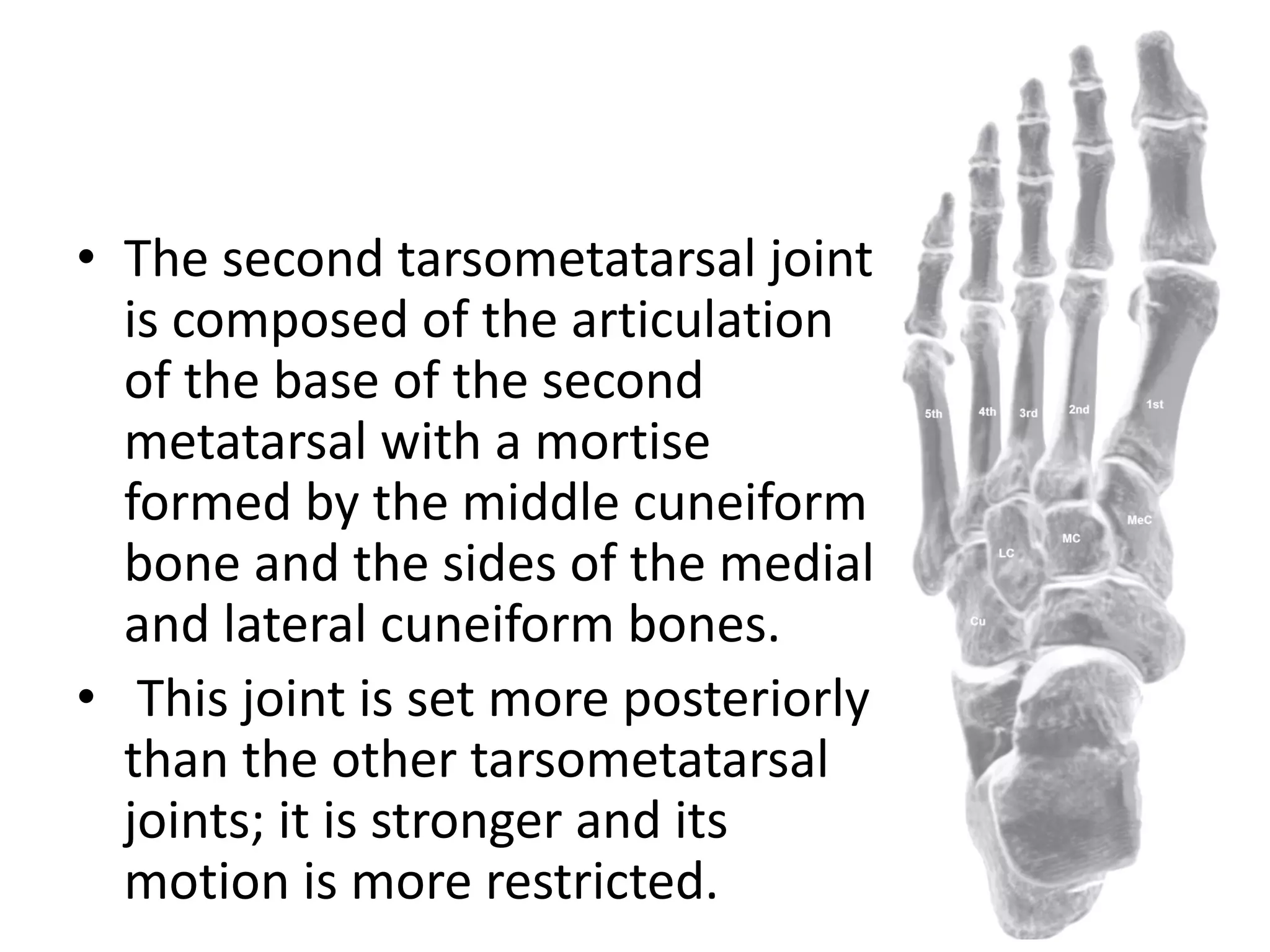 Biomechanics of foot | PDF