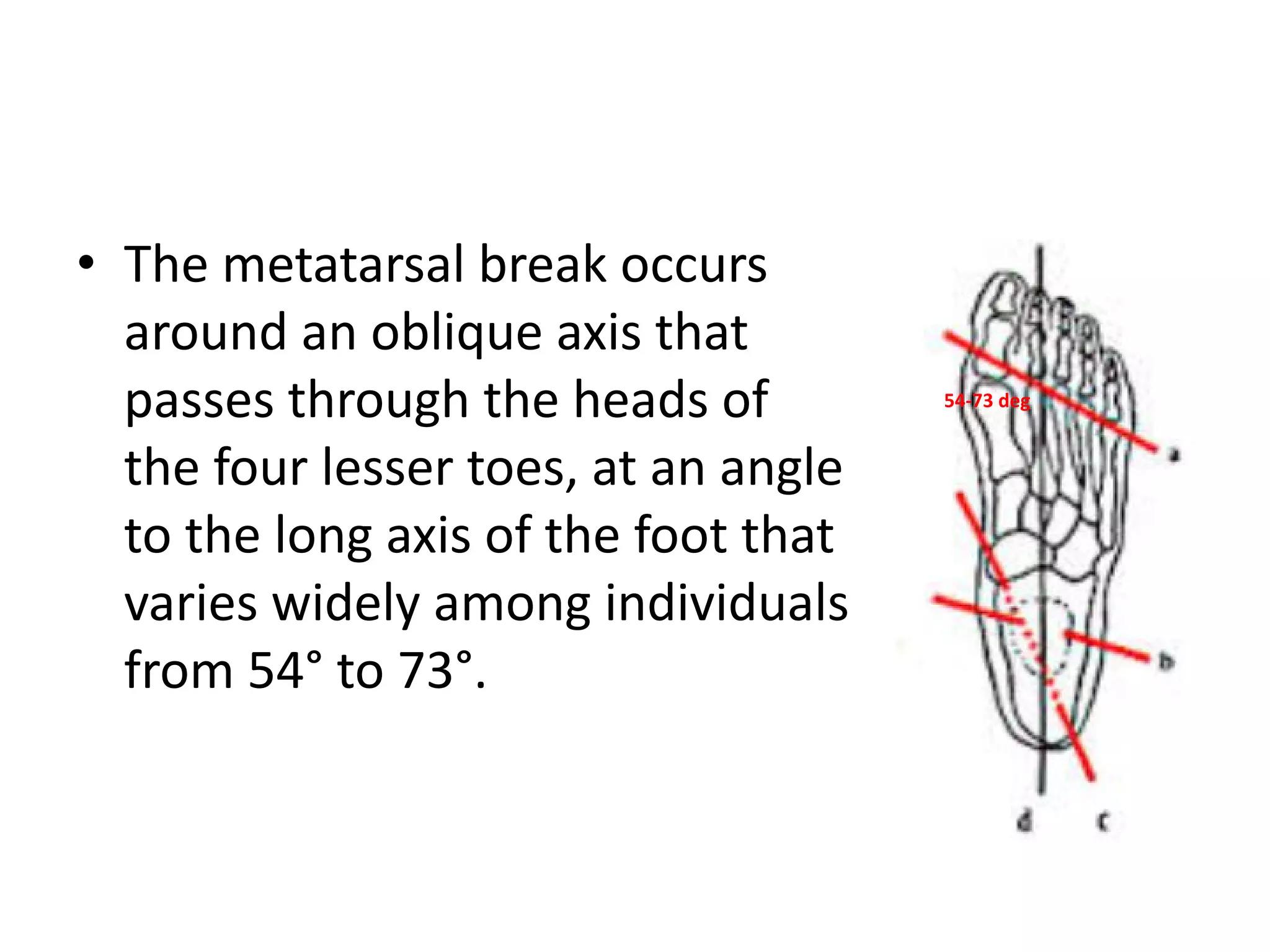 Biomechanics of foot | PDF