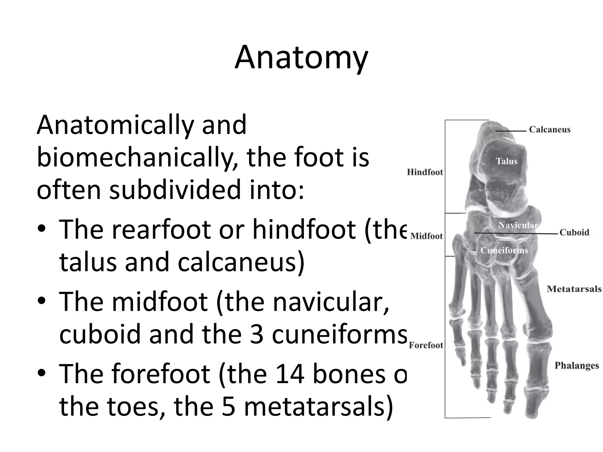 Biomechanics of foot | PDF