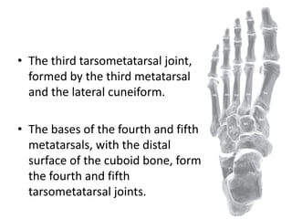 Biomechanics of foot | PDF