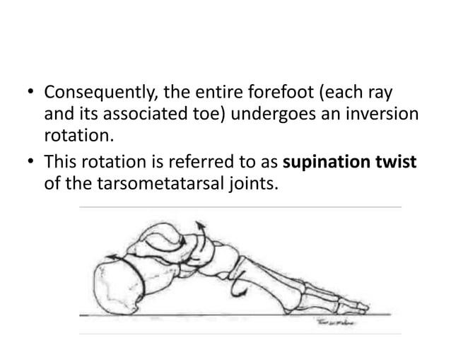 Biomechanics of foot | PDF