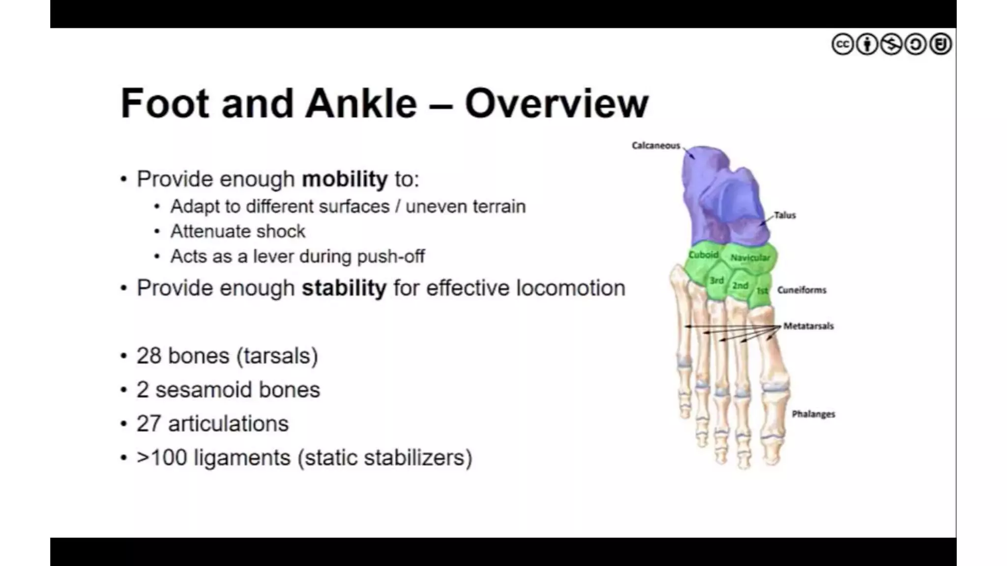 Biomechanics of foot and ankle | PPT