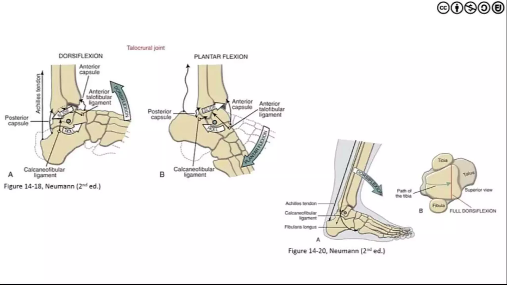 Biomechanics of foot and ankle | PPTX