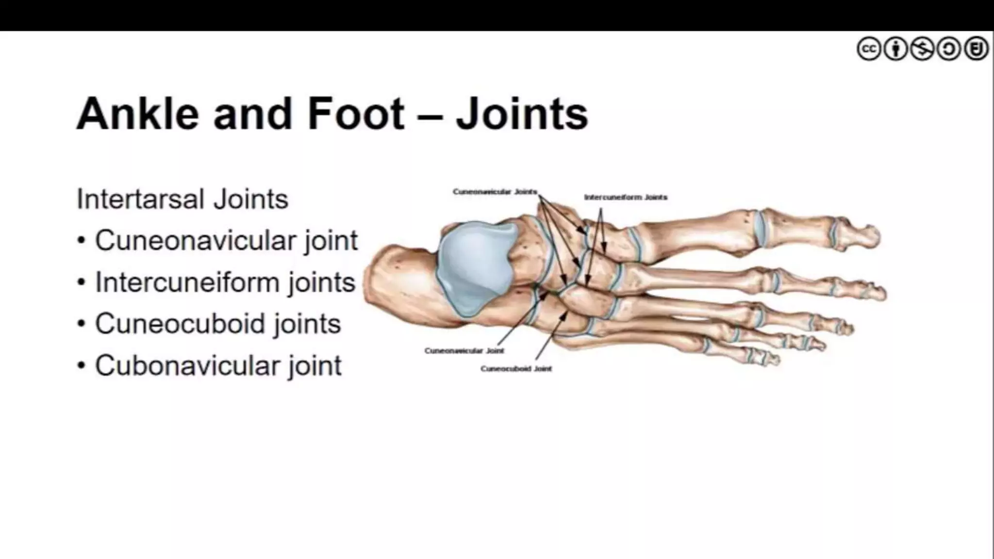 Biomechanics of foot and ankle | PPTX