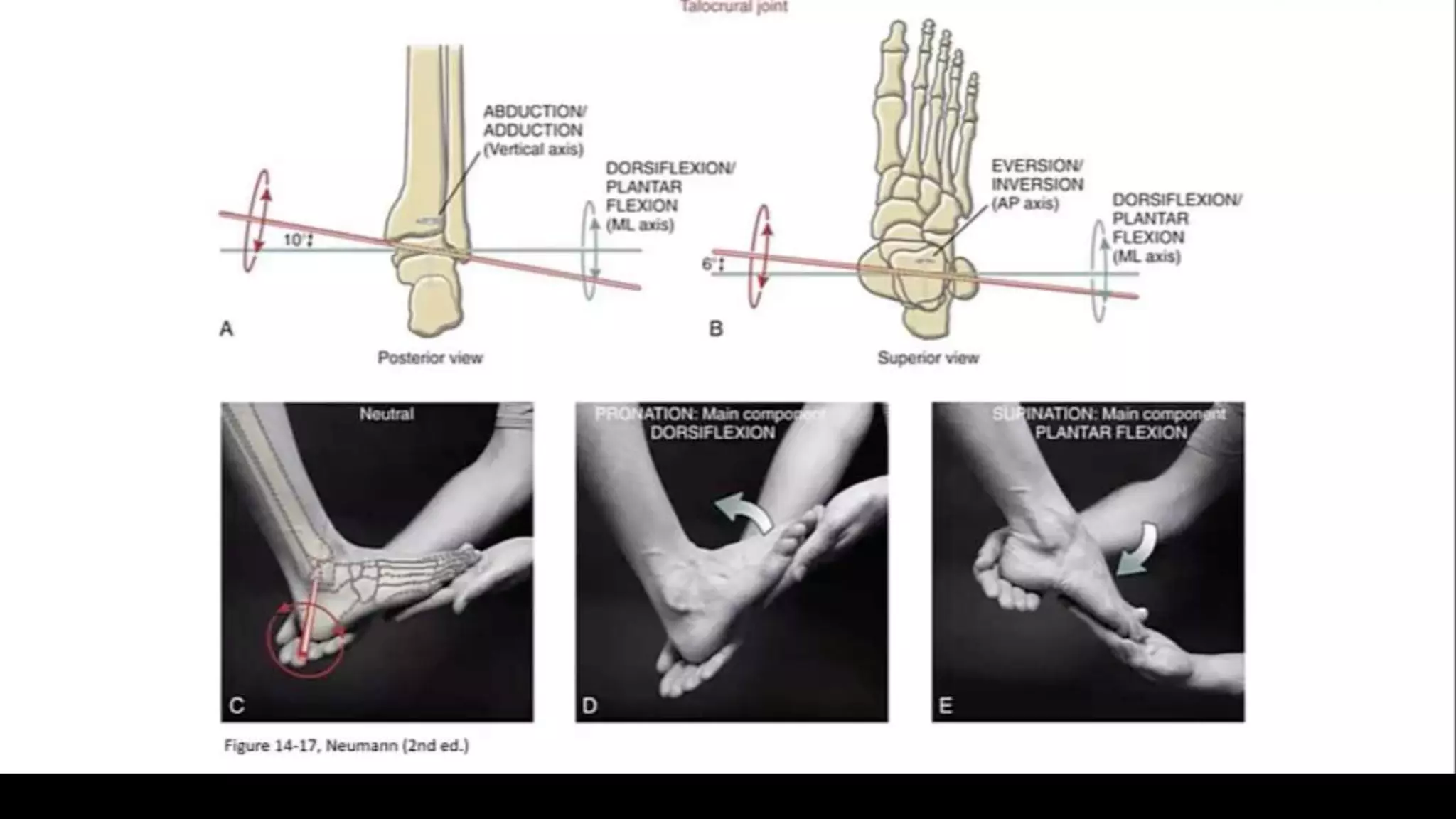 Biomechanics of foot and ankle | PPTX