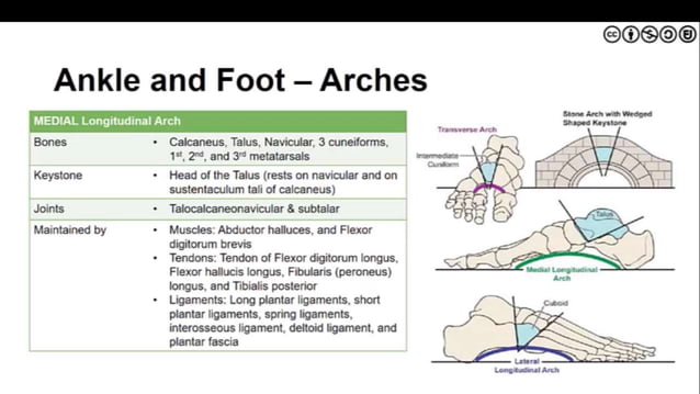 Biomechanics of foot and ankle | PPTX