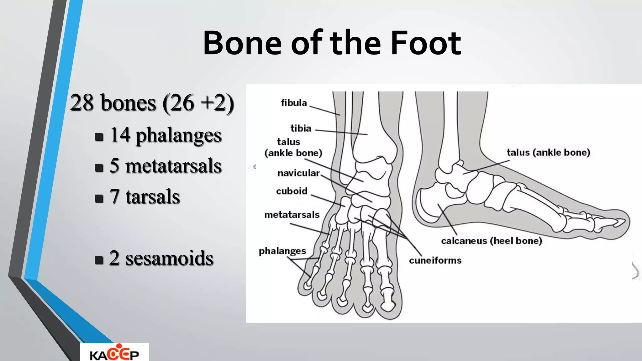 Biomechanics of foot and ankle | PPTX