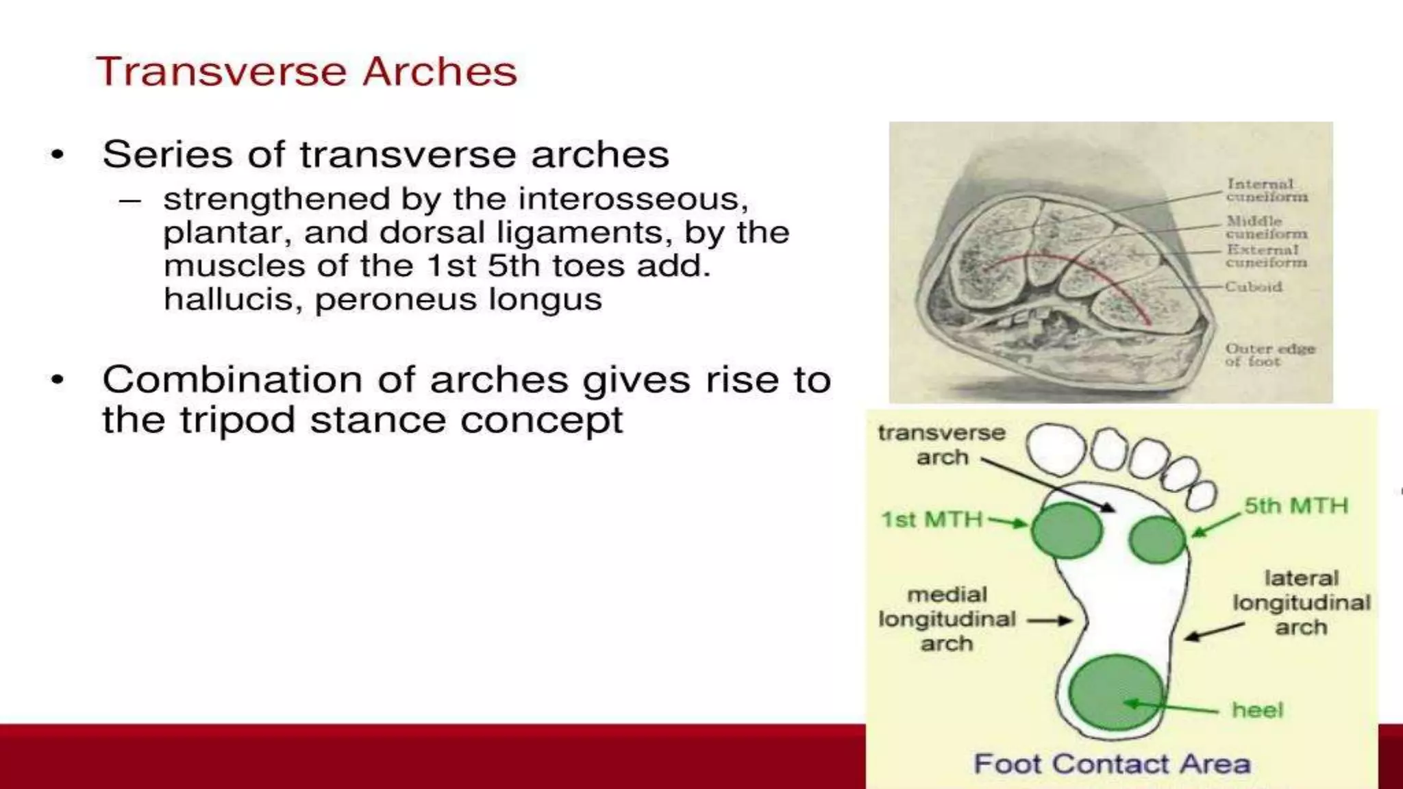 Biomechanics of foot and ankle | PPTX