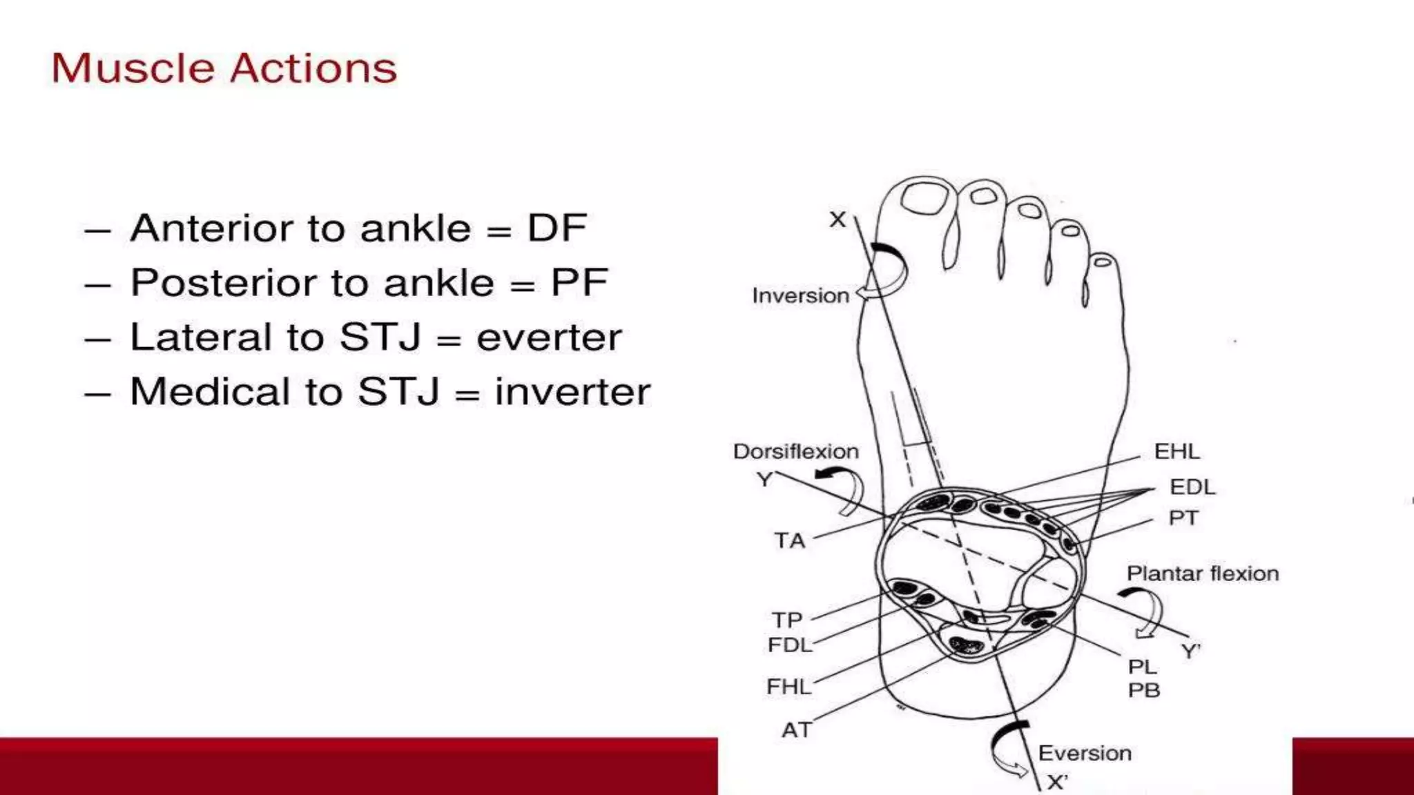 Biomechanics of foot and ankle | PPTX