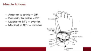 Biomechanics of foot and ankle | PPTX