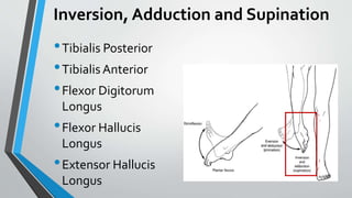 Biomechanics of foot and ankle | PPTX