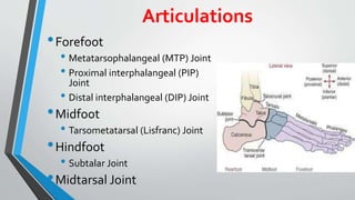 Biomechanics of foot and ankle | PPTX