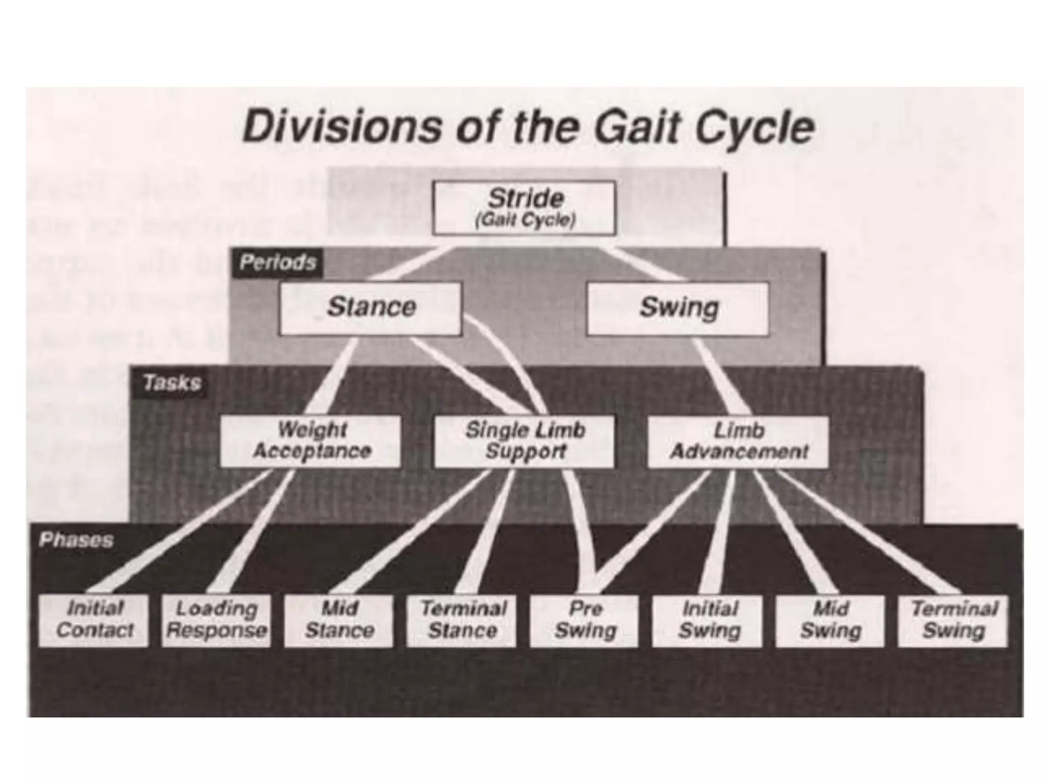 Biomechanics of Gait, Posture and ADL | PPTX