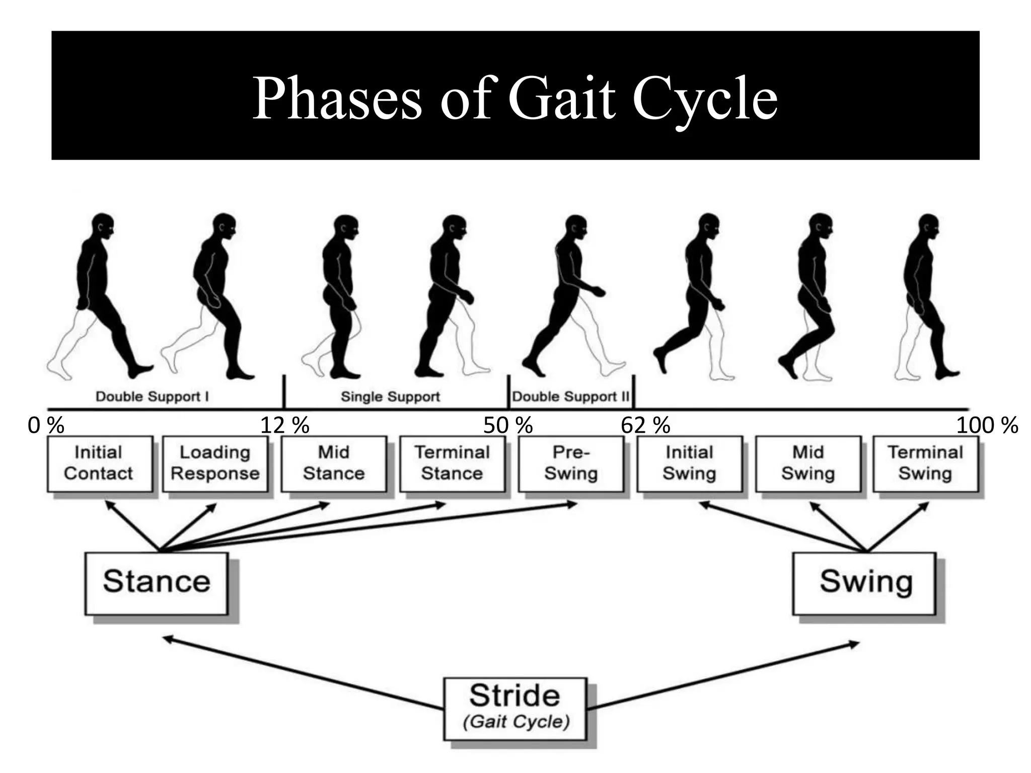 Biomechanics of Gait, Posture and ADL | PPTX