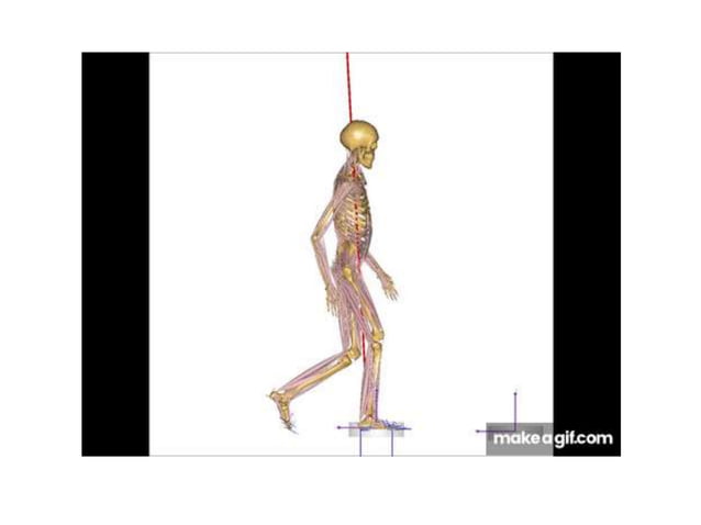 Biomechanics of Gait, Posture and ADL | PPTX