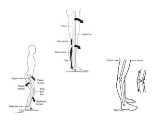 Biomechanics of Gait, Posture and ADL | PPTX