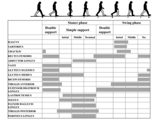Gait Cycle Muscle Activity