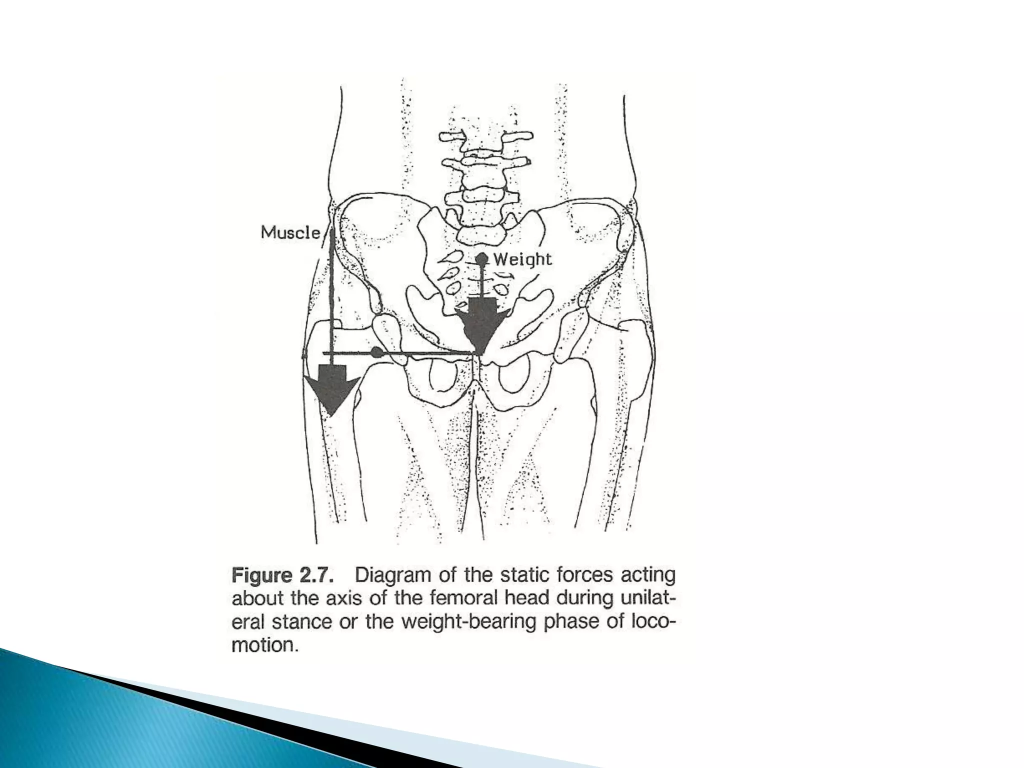 Biomechanics of hip | PPTX