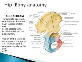 Biomechanics of hip | PPTX